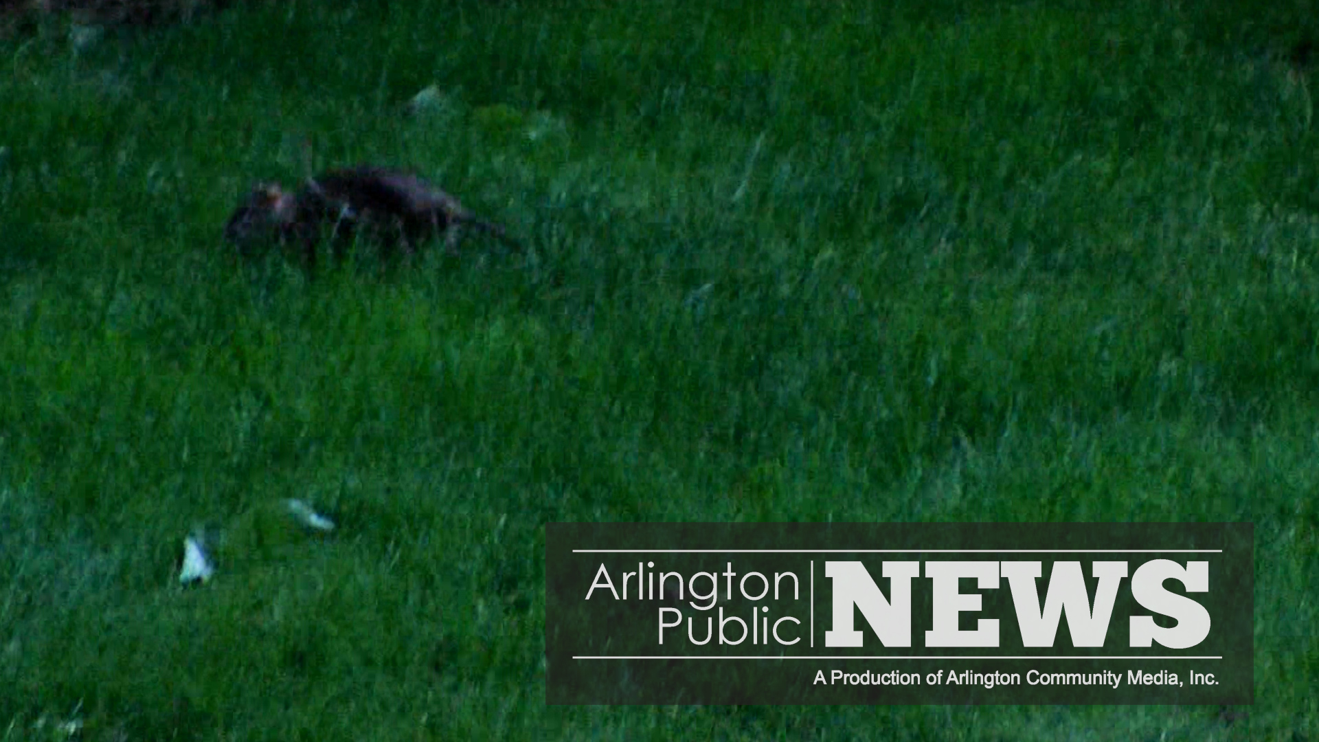 The Rise of Rats - Arlington Community Media